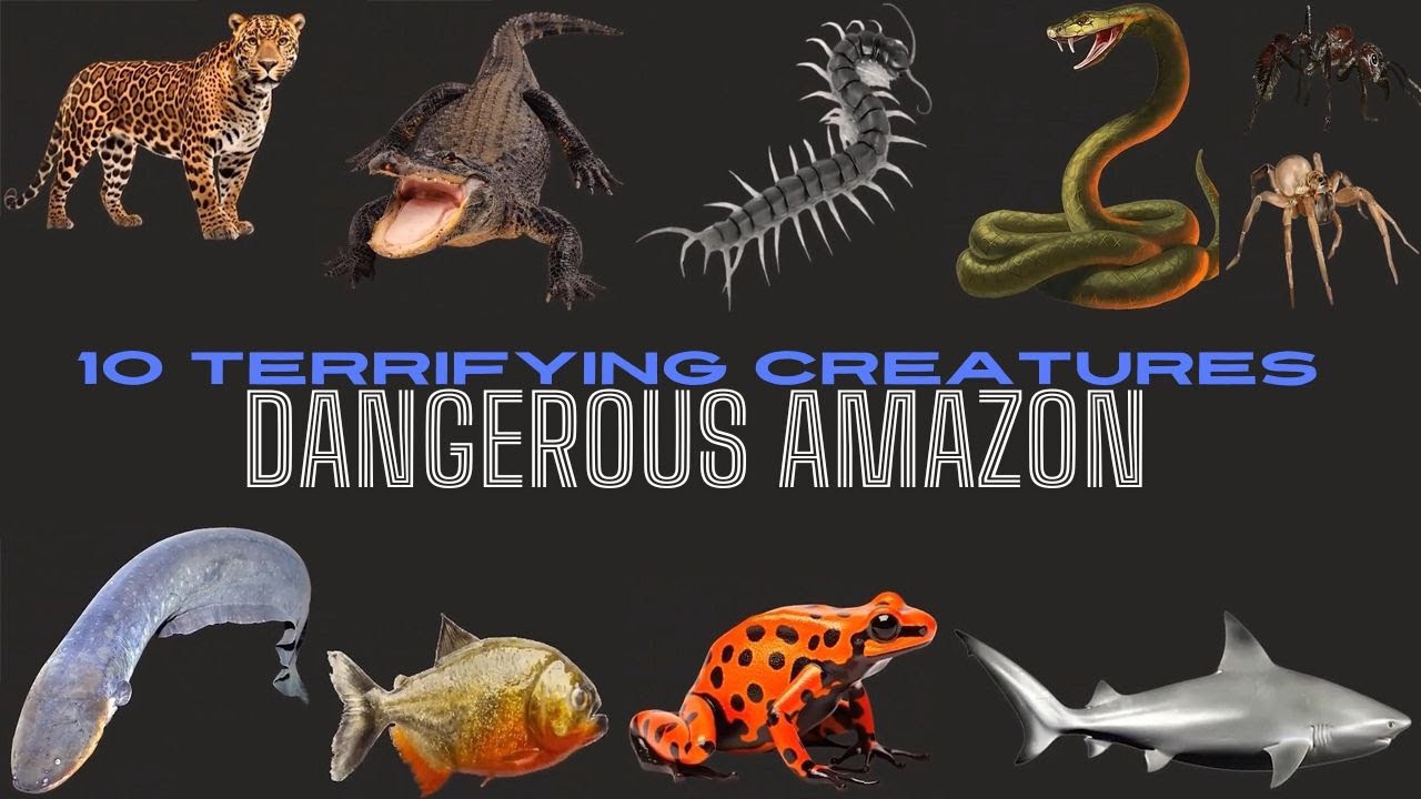 Terrifying Creatures of the Amazon: 10 Deadly Animals - YouTube