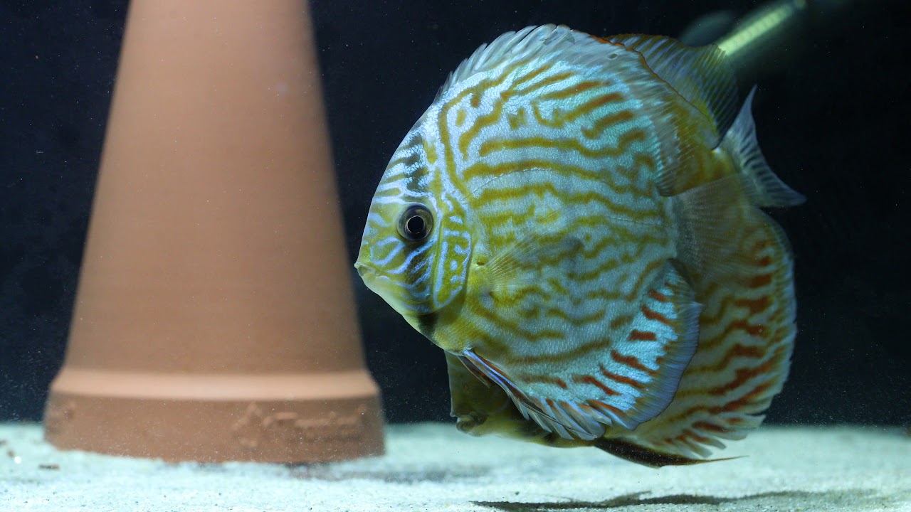 purus royal discus - YouTube