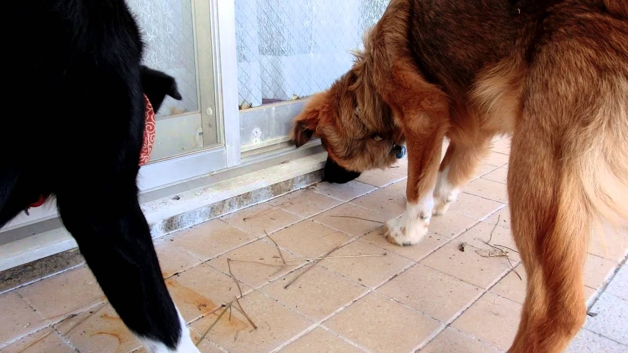 Pablo vs. Cockroach (1/2) - YouTube