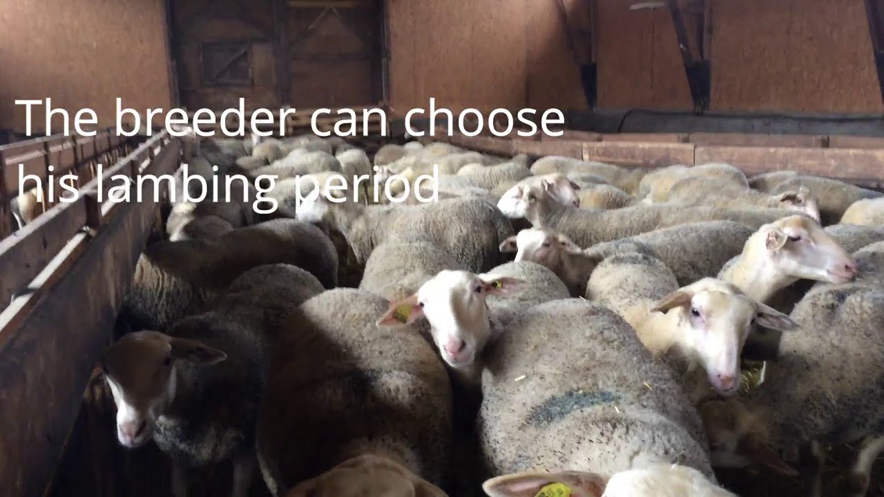French sheep breed - Blanche du Massif Central (BMC) - YouTube