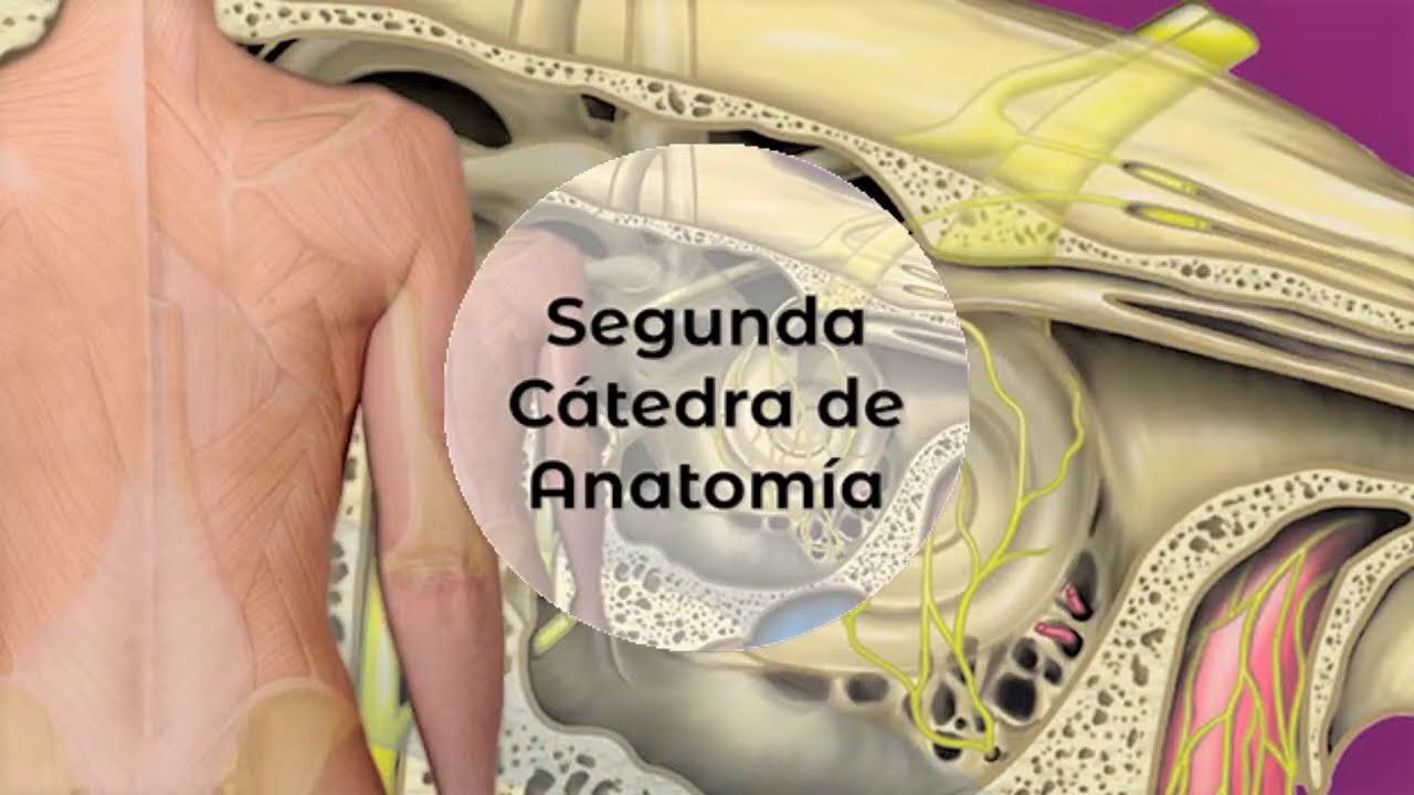 (2020) N5 | Vías de Conducción | Profesor Eduardo A. Pró | Anatomía 2 ...
