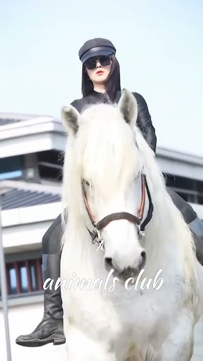white beauty | beautiful horse | horse lover | horse riding | animals ...