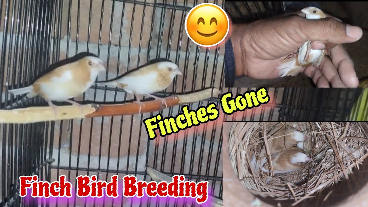 Finch Bird Pair Going To My Friend's House | Finch Bird Breeding ...