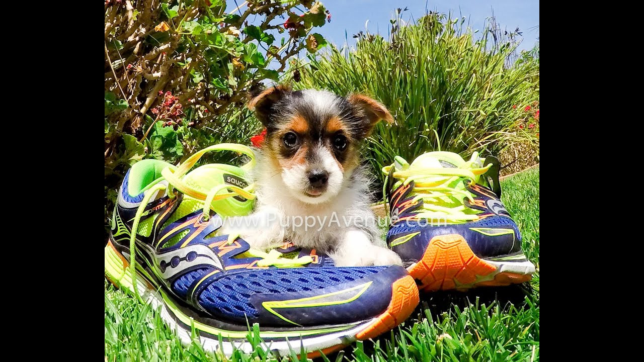 bella parti yorkie female tri color puppy for sale in Escondido, CA ...