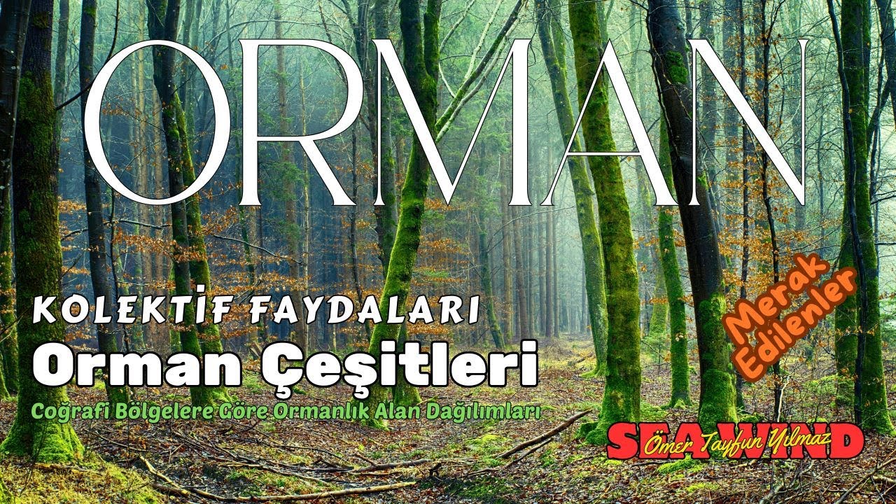ORMAN - Kolektif faydaları, Çeşitleri, Coğrafi Bölgelere Göre Ormanlık ...