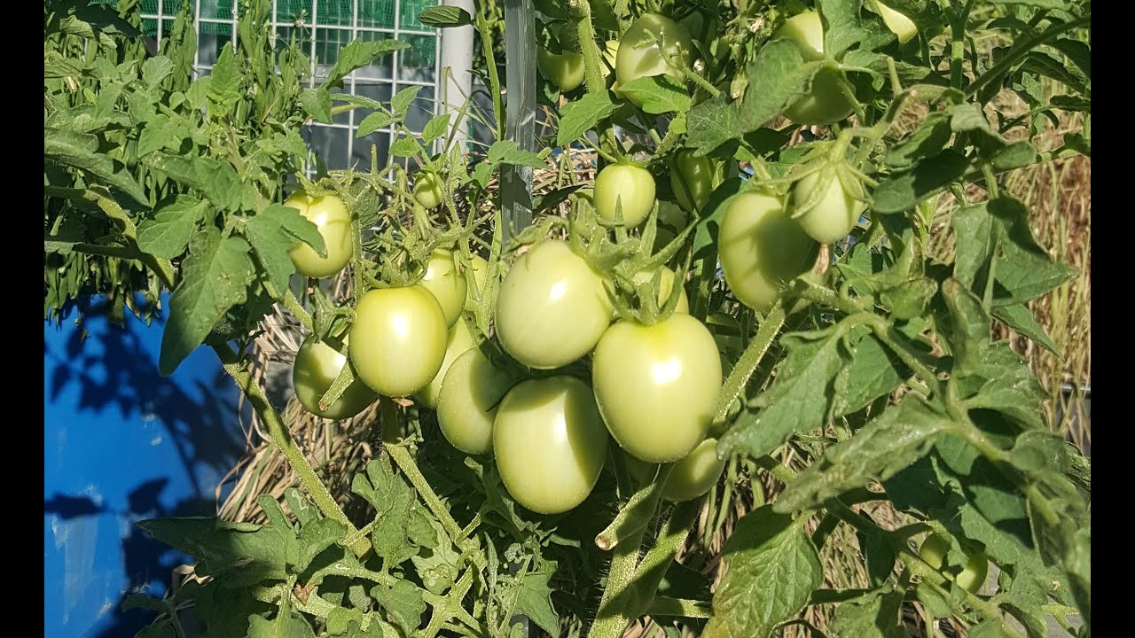 Kamatis na halaman, Paano mag alaga at maglagay ng fertilizers. - YouTube