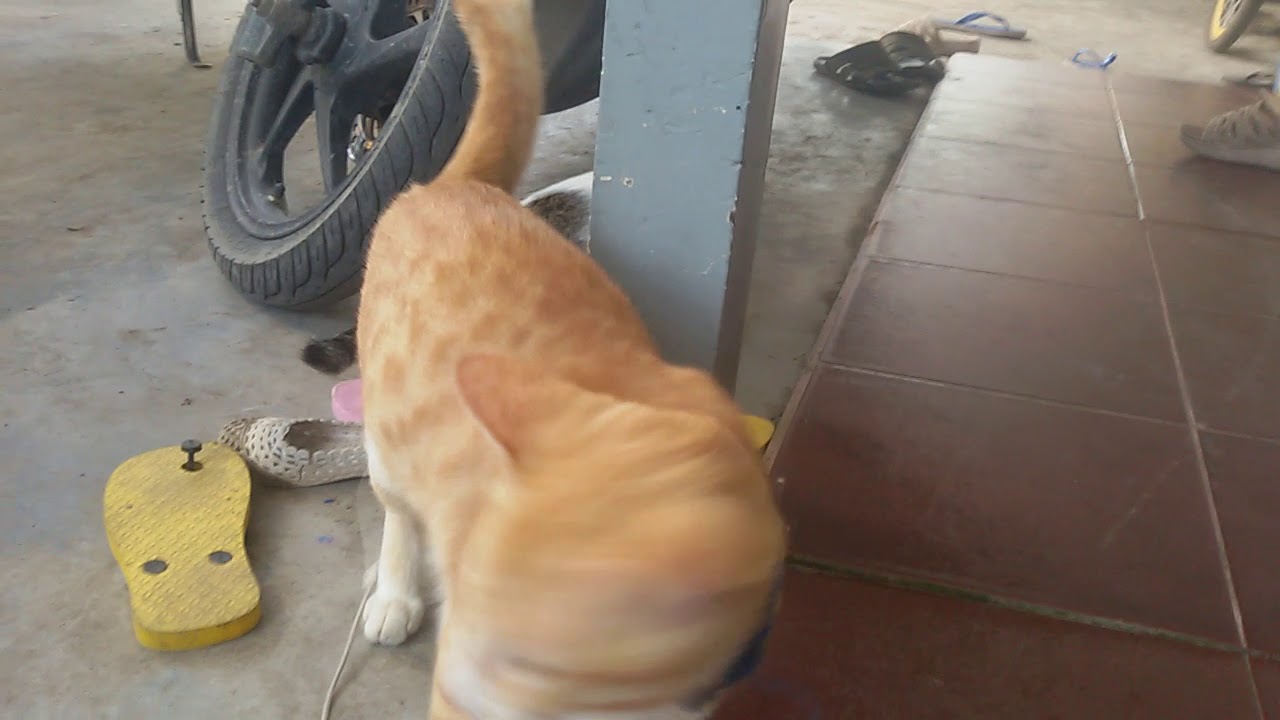 Kucing gaul - YouTube