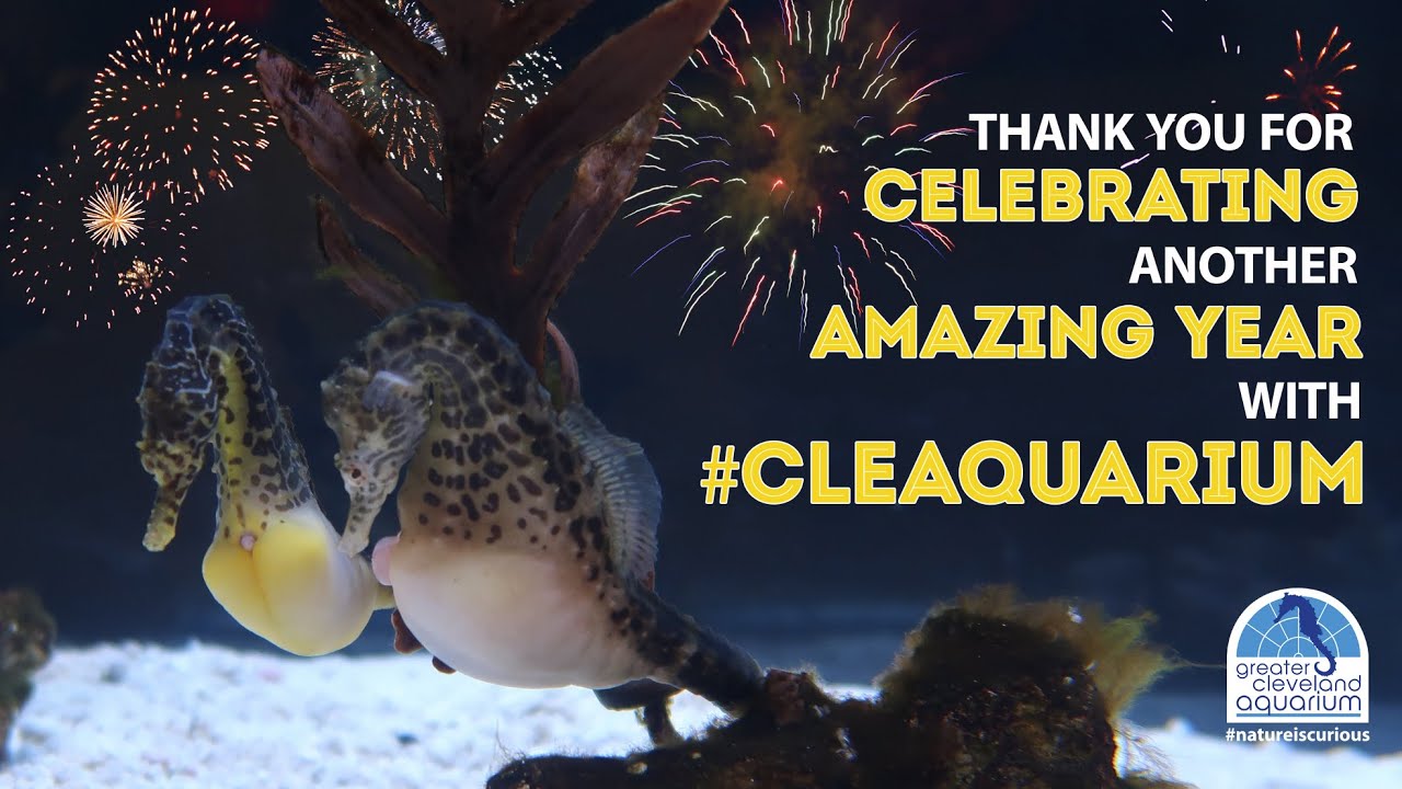 Celebrate New Year's With the Seahorses at @CLEAquarium - YouTube