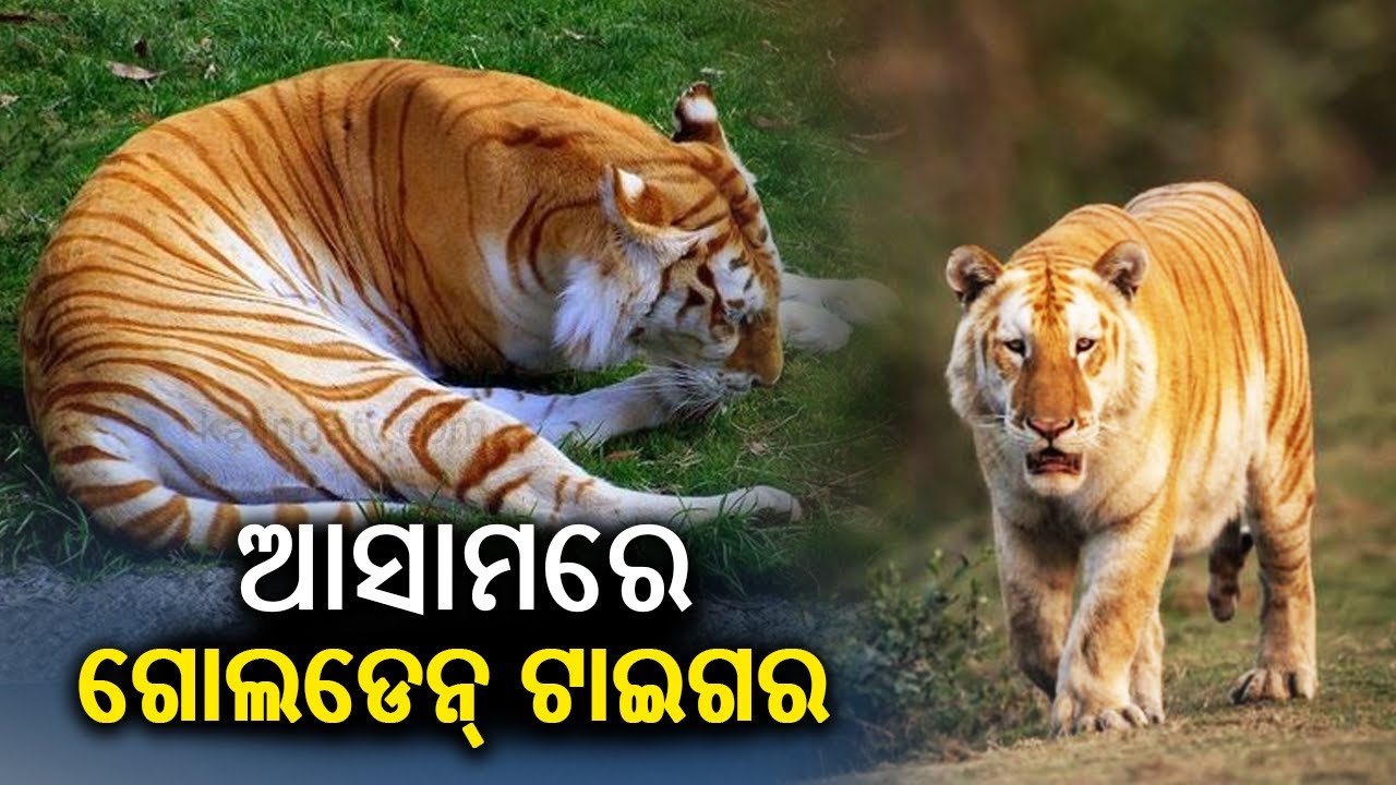 Rare golden tiger seen in Assam's Kaziranga National Park || Kalinga TV ...