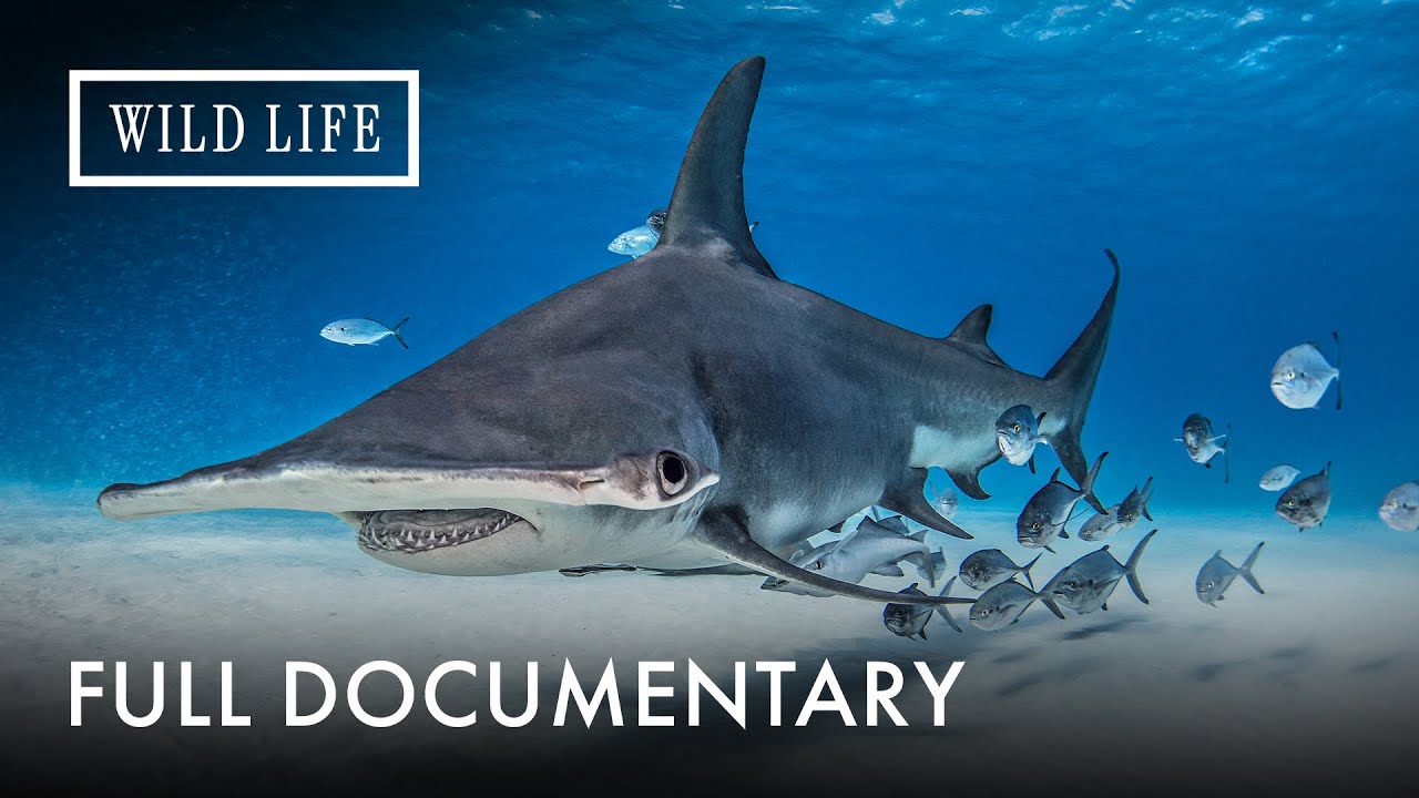 The Real Face of Sharks: The Truth Hollywood Hides | Sharks: The Big ...