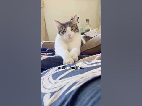 Funny Lazy Cat Meme 😹 - YouTube