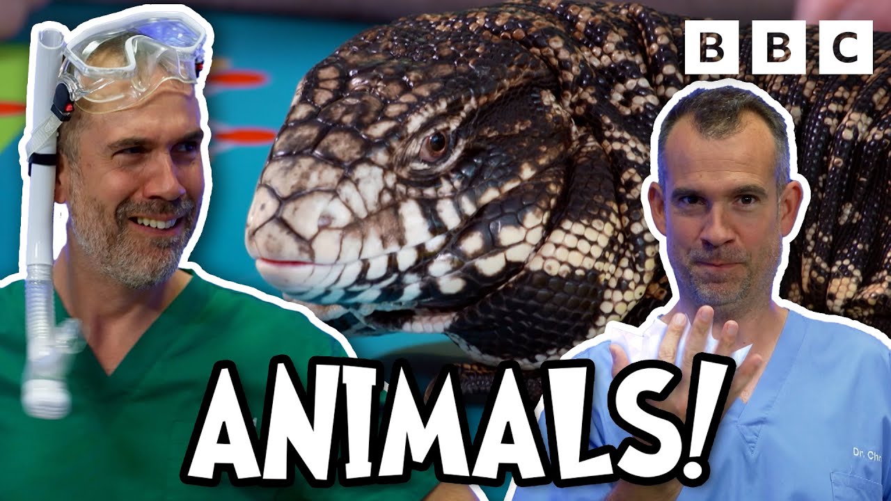 EXTRAORDINARY Animal Facts with Operation Ouch! | CBBC - YouTube