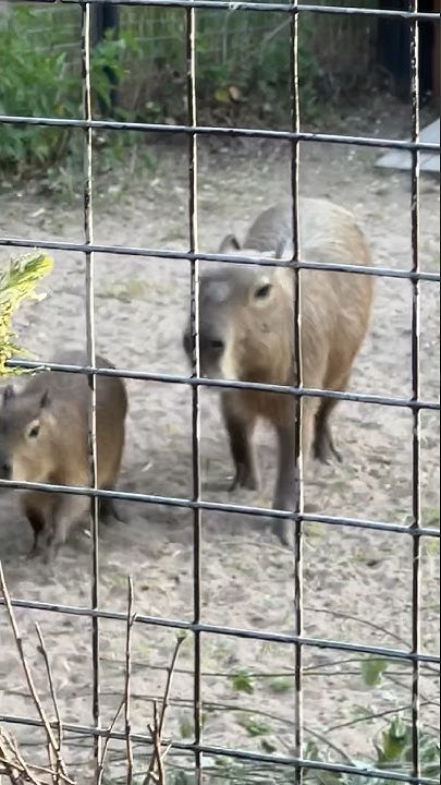 Capybara🧡Наконец-то увидела капибару🥹#capybara #капибара #reels #reelsinstagram #blogger #blog ...