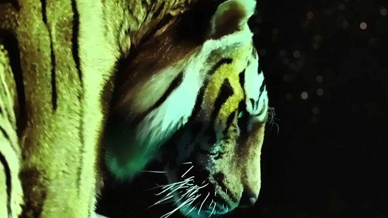 Life of Pi Soundtrack #1 Pi's Lullaby (Gliding Photos) - YouTube