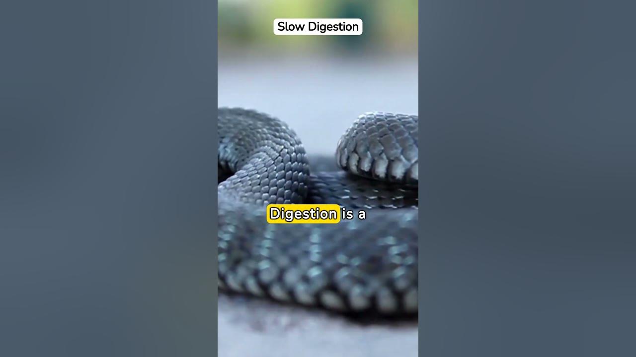 How do snakes swallow prey larger than their heads? #Snakes #Predation ...