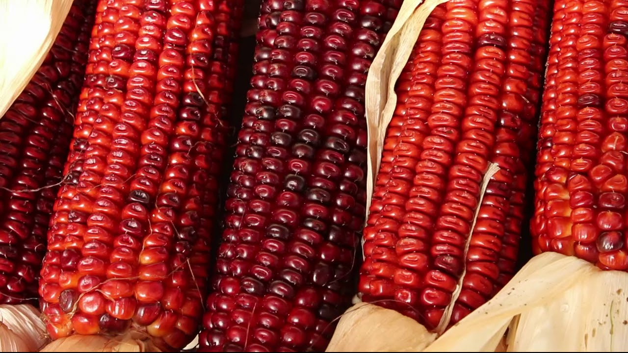 Bloody Butcher Corn - YouTube