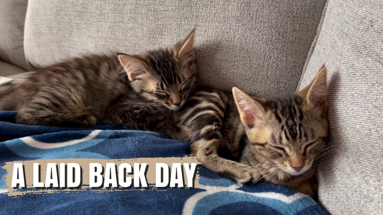 A LAID BACK DAY | VLOGETTE 88 - YouTube