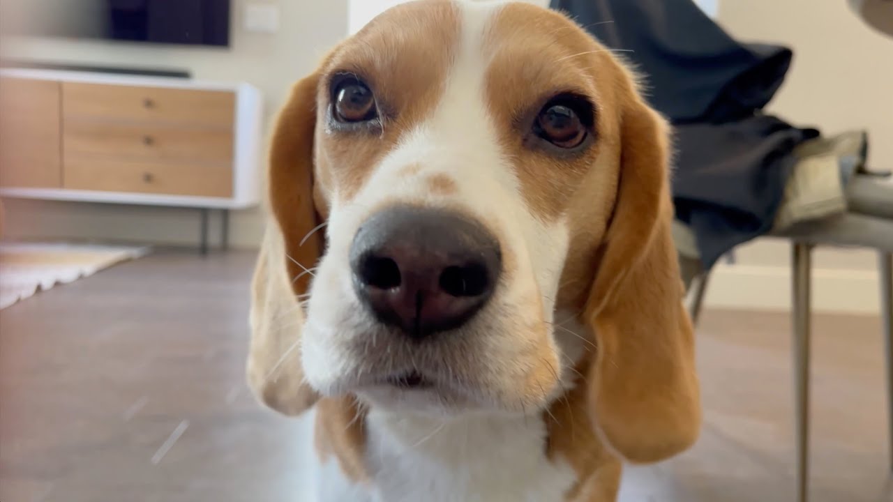 Cute beagle wakes up, demands lunch - YouTube