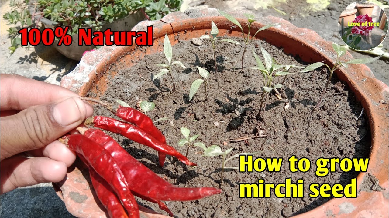 how to grow chilli seed ।। part 1 / Mirchi ke paudhe ko kaise ugae ...