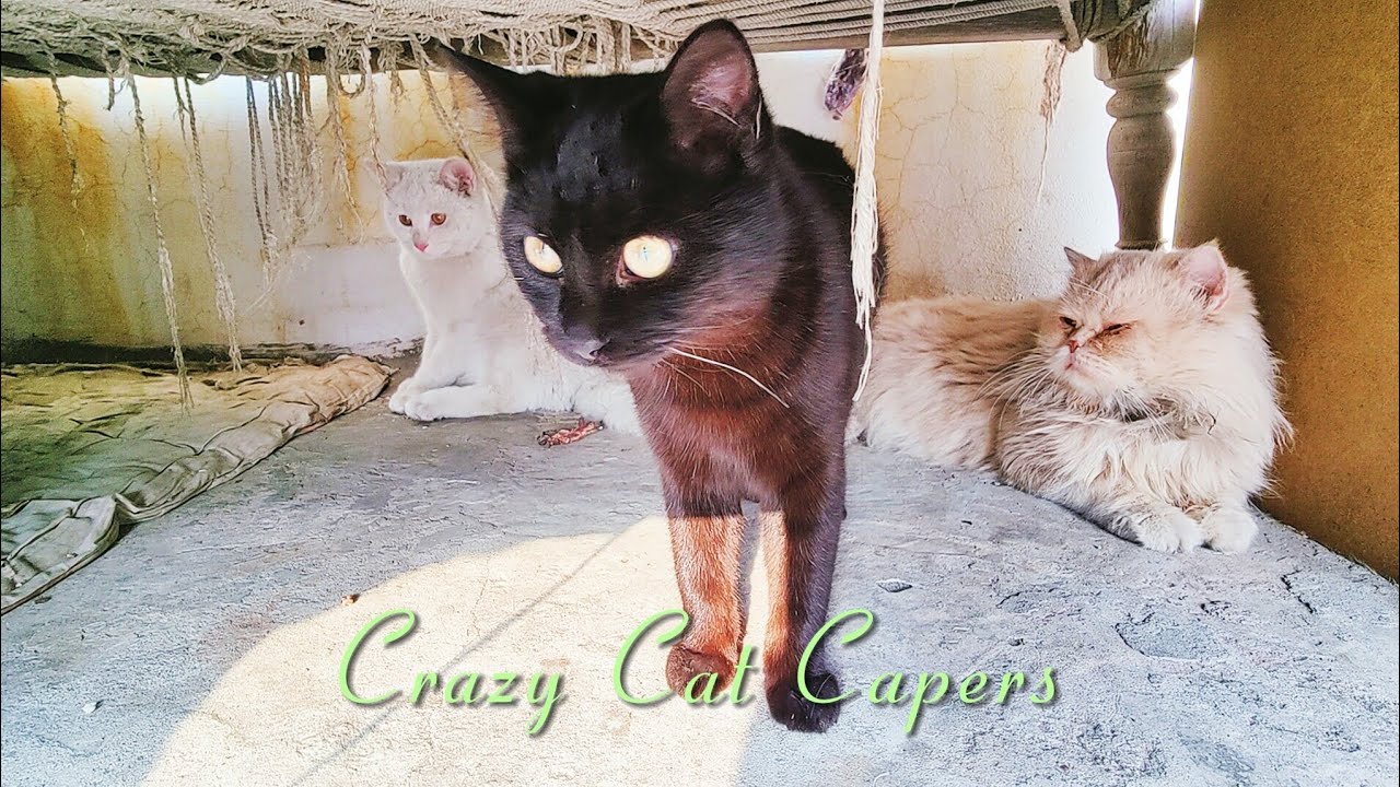 Crazy Cat Capers | Hilarious Feline Antics! - YouTube