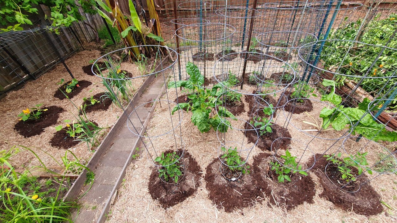 How I Plant Tomatoes Using The No Dig Method - YouTube
