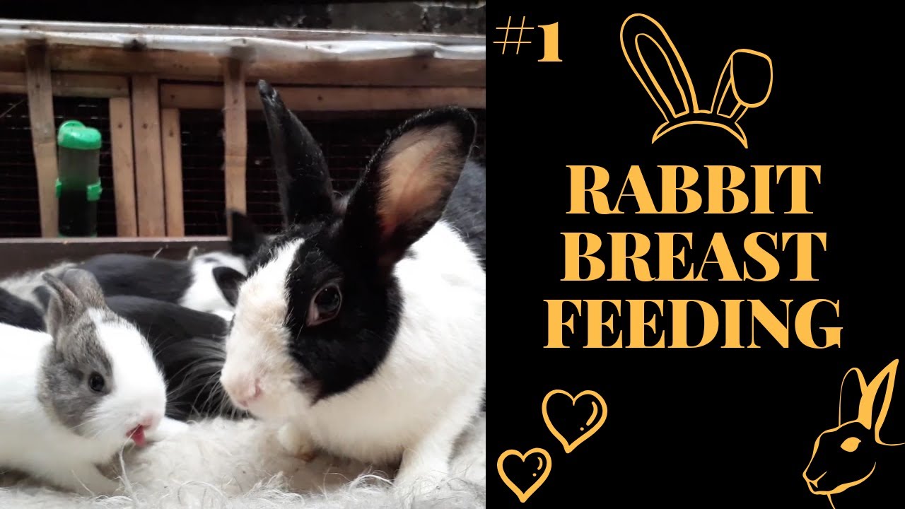 MOTHER RABBIT FEEDS 14 DAY OLD BABY BUNNIES - YouTube