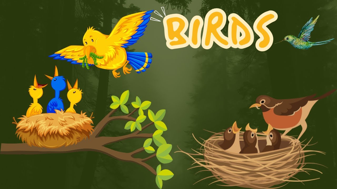 Birds Name | Learning Birds for Toddlers | Names and Moments of Birds ...