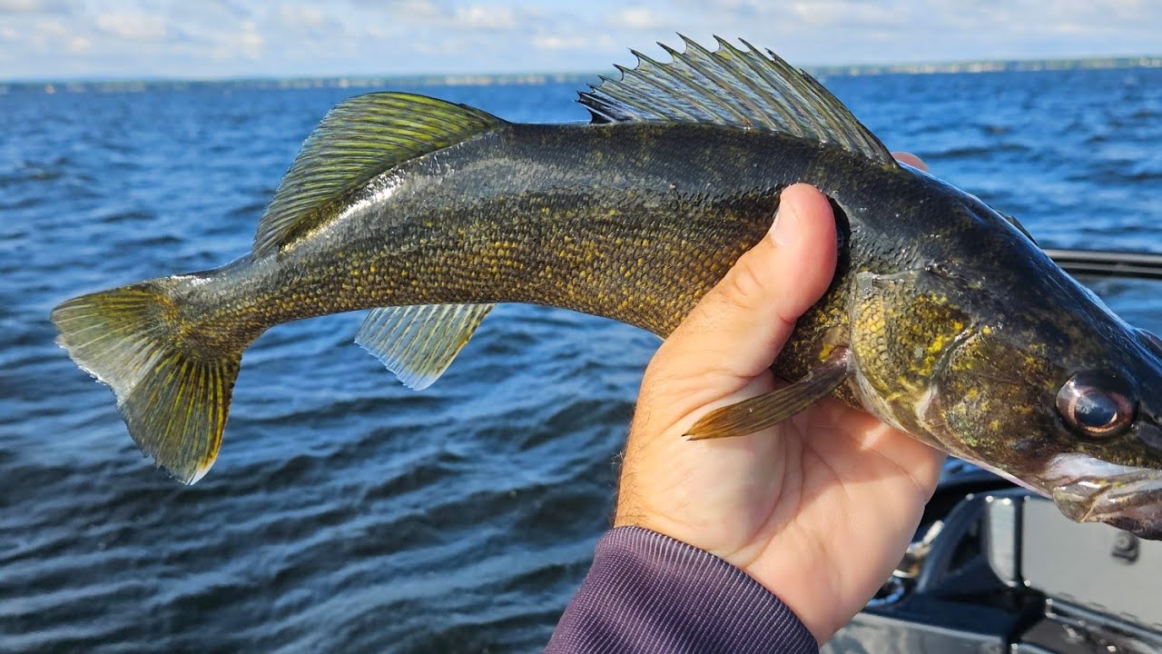 Weekend fishing preview for Oneida Lake July 27-28 2024 - YouTube