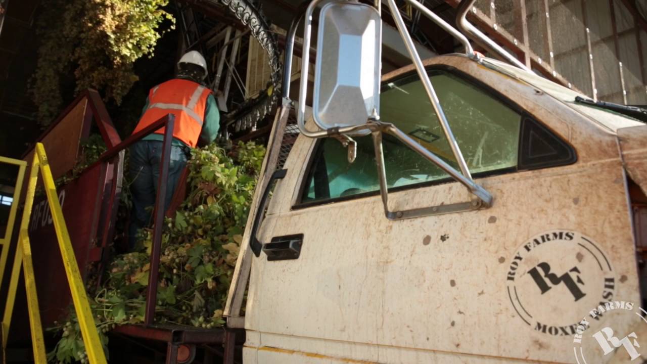 Roy Farms Hop Production (3 Min) - YouTube