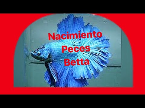 PEZ BETTA Nacimiento de peces betta con bettas zero - YouTube