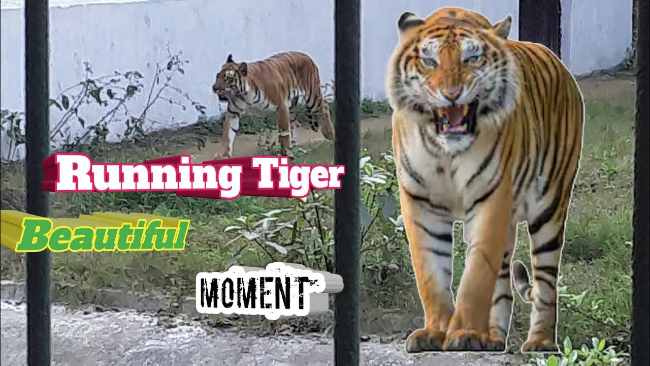 Tiger running around most beautiful moment here and best animal - YouTube