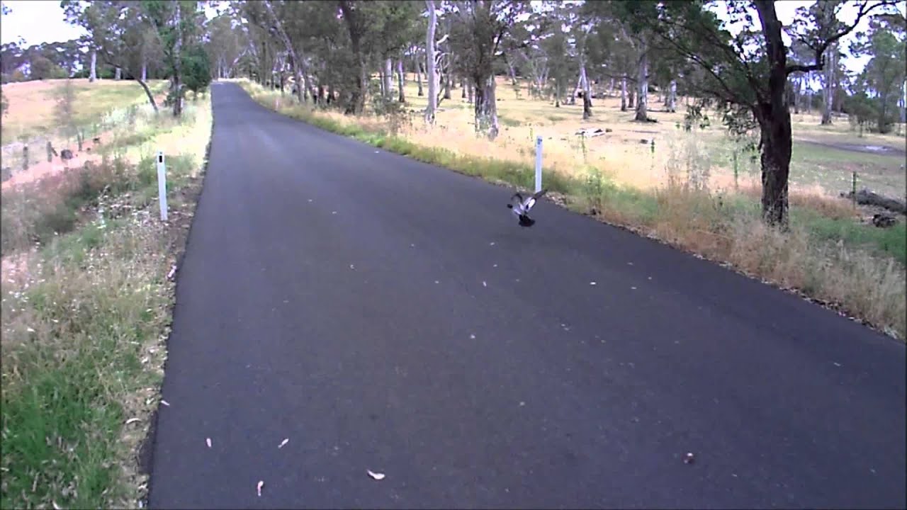 freaking out some ducks - YouTube