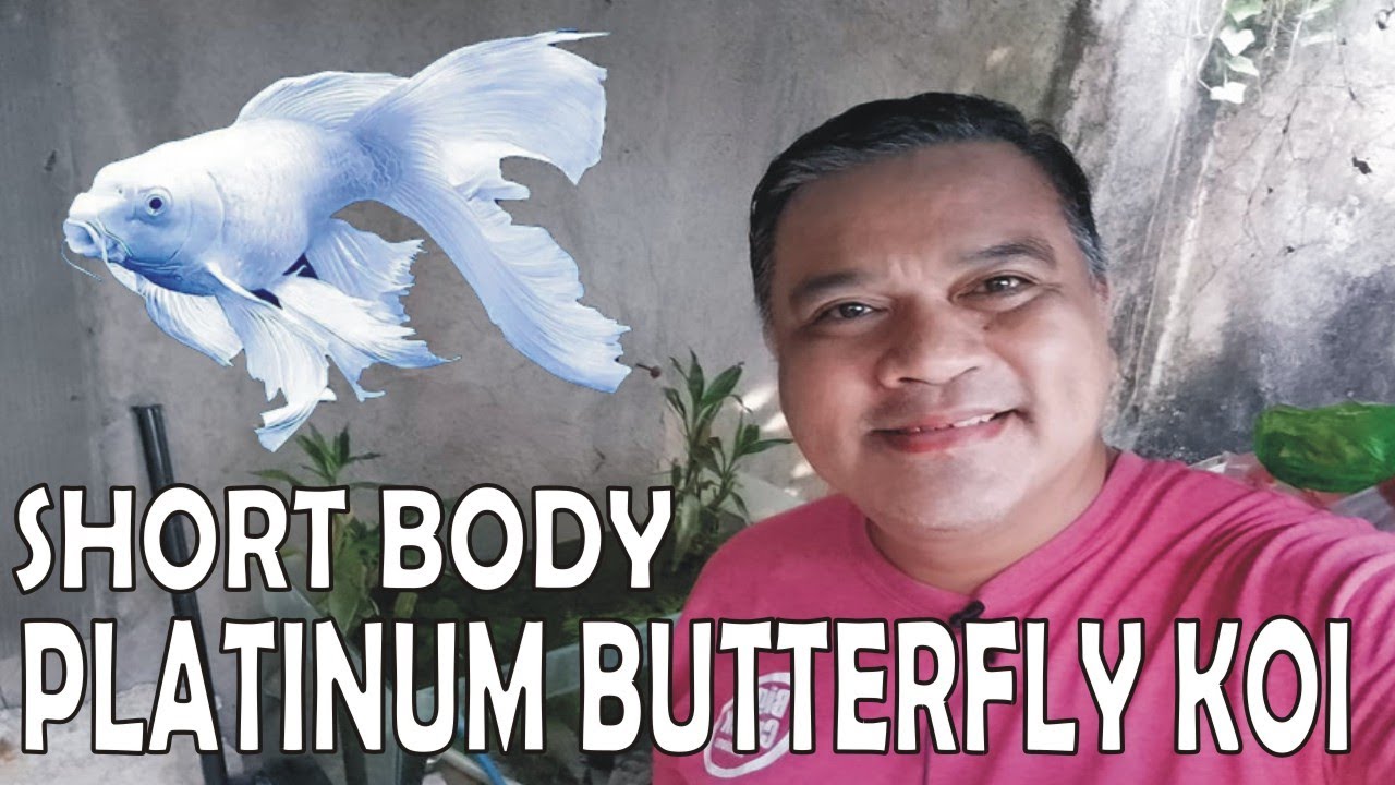 SHORT BODY PLATINUM BUTTERFLY KOI MAY NAKITA AKO SA CARTIMAR / 4/12 ...