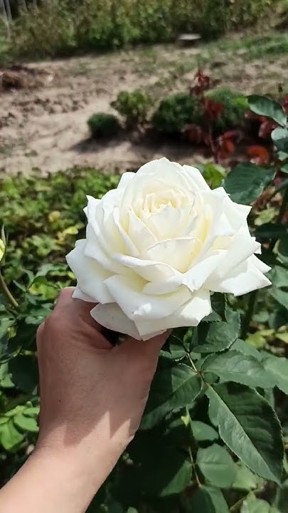 Чайно-гибридная роза Боинг😍Самая красивая роза из белых букетных ч.г ...