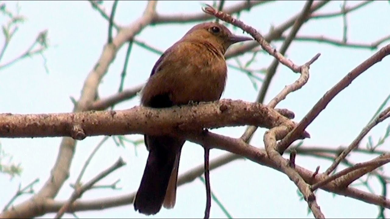 Brown Rock Chat (Indian Chat) - YouTube