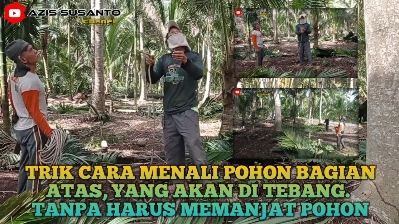 Trik cara menali bagian atas pohon, yg akan di tebang.tanpa harus ...