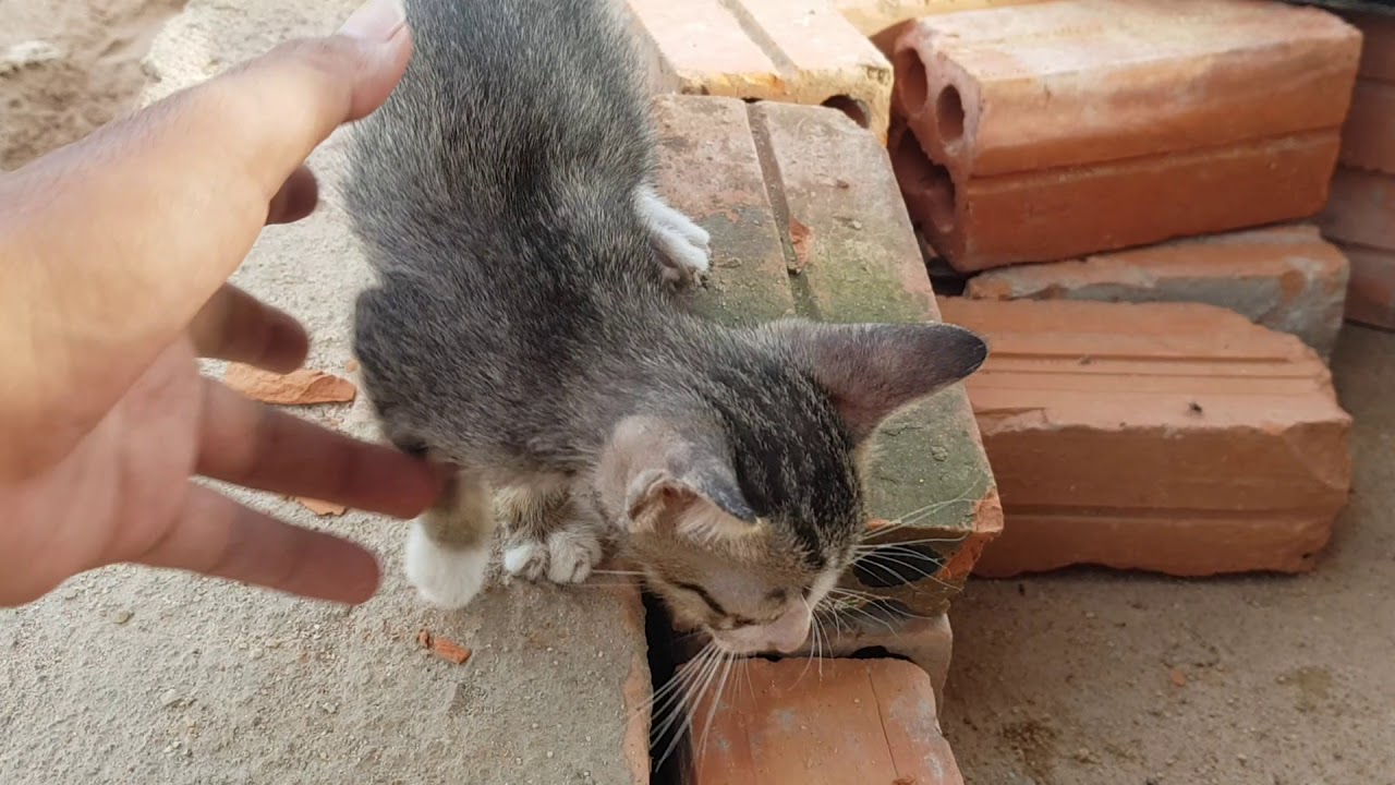 Cute puppy,poor little dog - YouTube