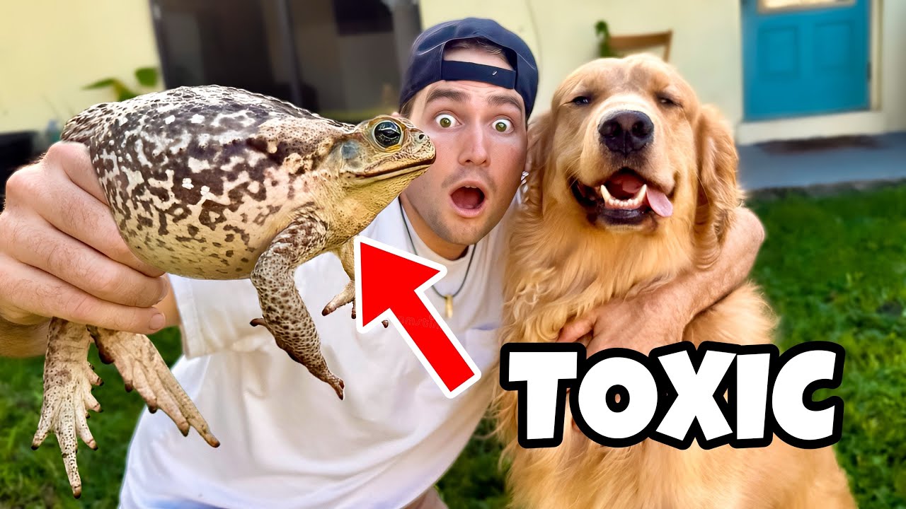 PROTECTING my DOG from TOXIC TOADS ! POISONOUS !! - YouTube