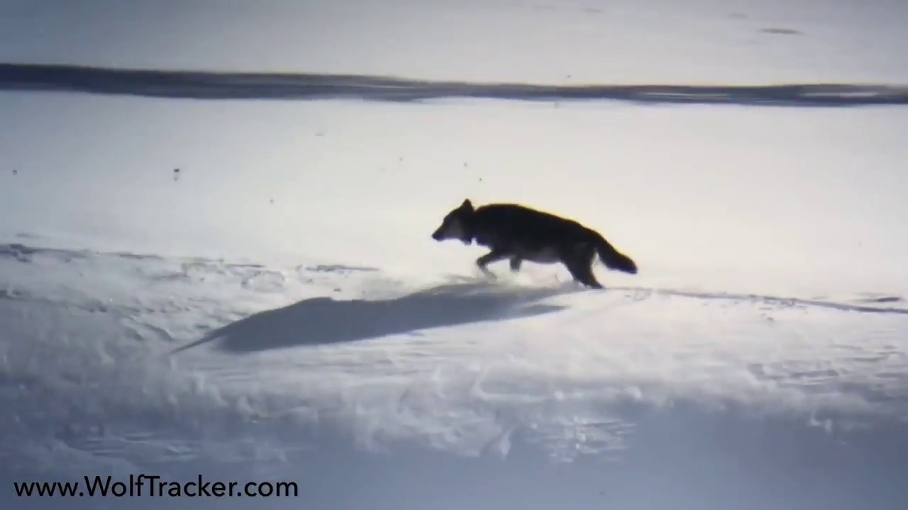 Wolf 926F: The Richest of Bloodlines! - YouTube