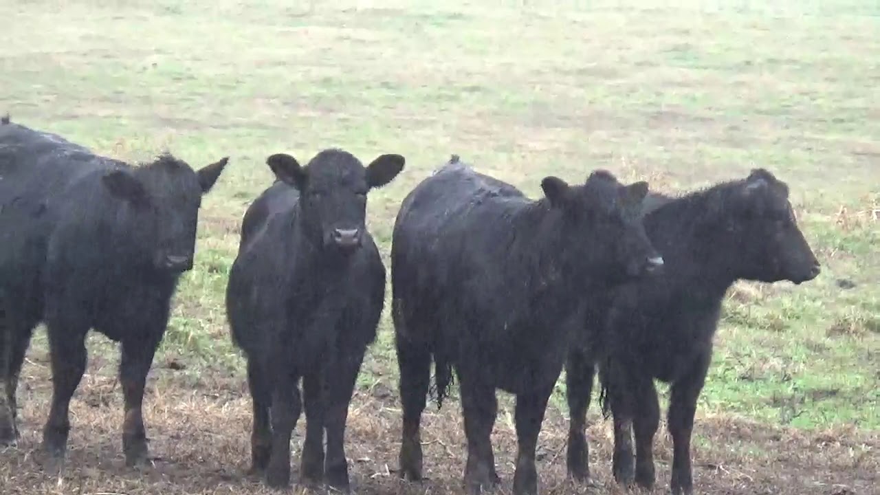 73 Heifers Arab Livestock Market 12-17-19 - YouTube