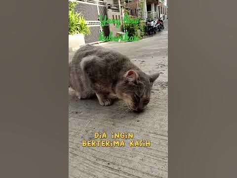 Kasih makan kucing jalanan #cat - YouTube