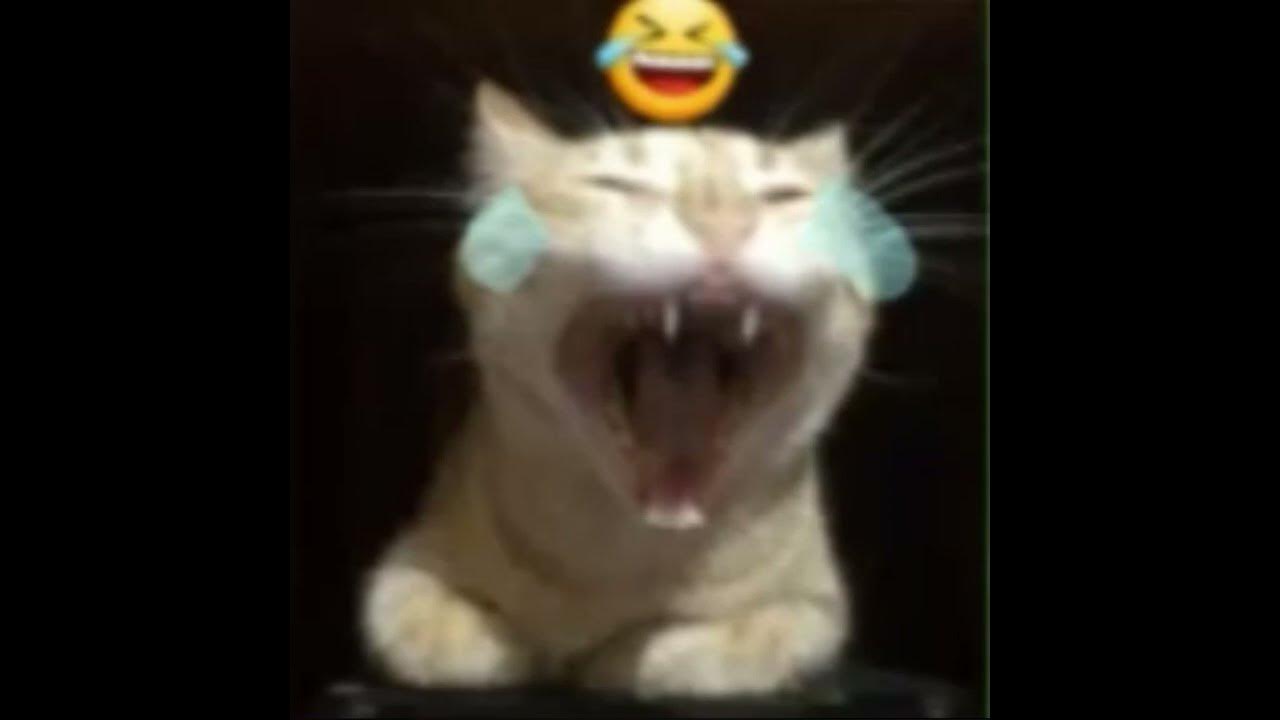 Cat Laughing Meme 😂 Fyp Shorts Funny Meme Cat Youtube