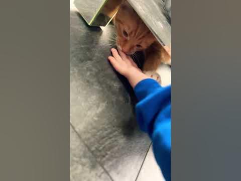 Meow language - YouTube