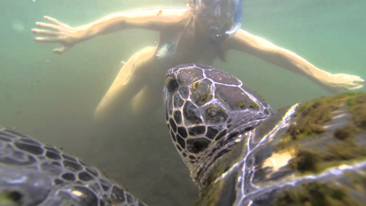 Samoa - Swimming with Turtles - YouTube