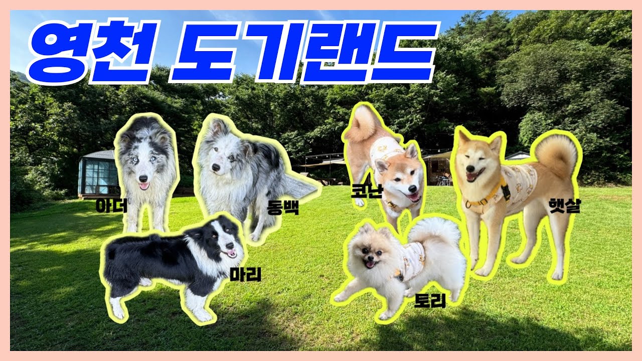강아지 브이로그 대구 근교 애견운동장 영천 도기랜드 상주견 보더콜리 친구들과 함께 다견가정 일상 Youtube