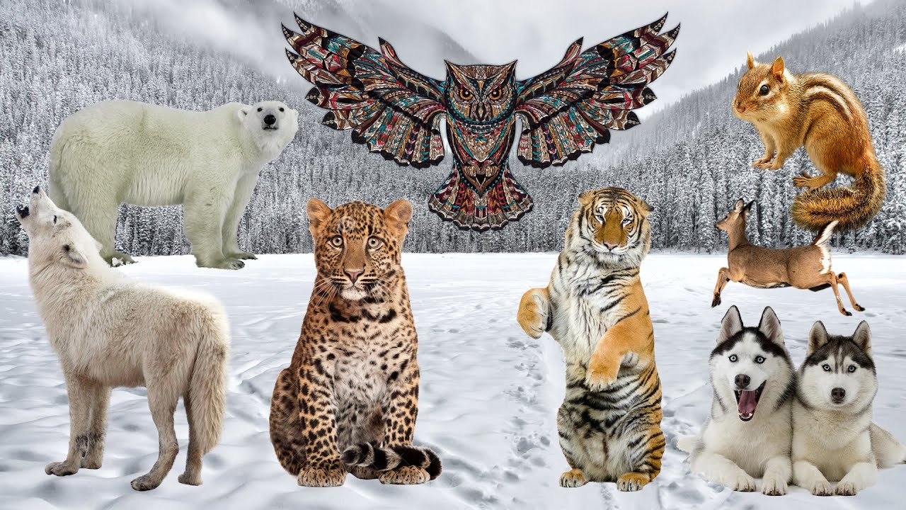 Sounds Of Siberian Animals Tiger, Bear, Leopard, Husky, Deer, Lynx, Owl ...