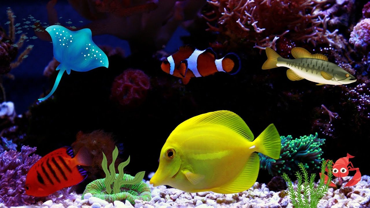 #fish 30 Minutes Bedtime Lullabies and Calming Undersea Animation Baby ...