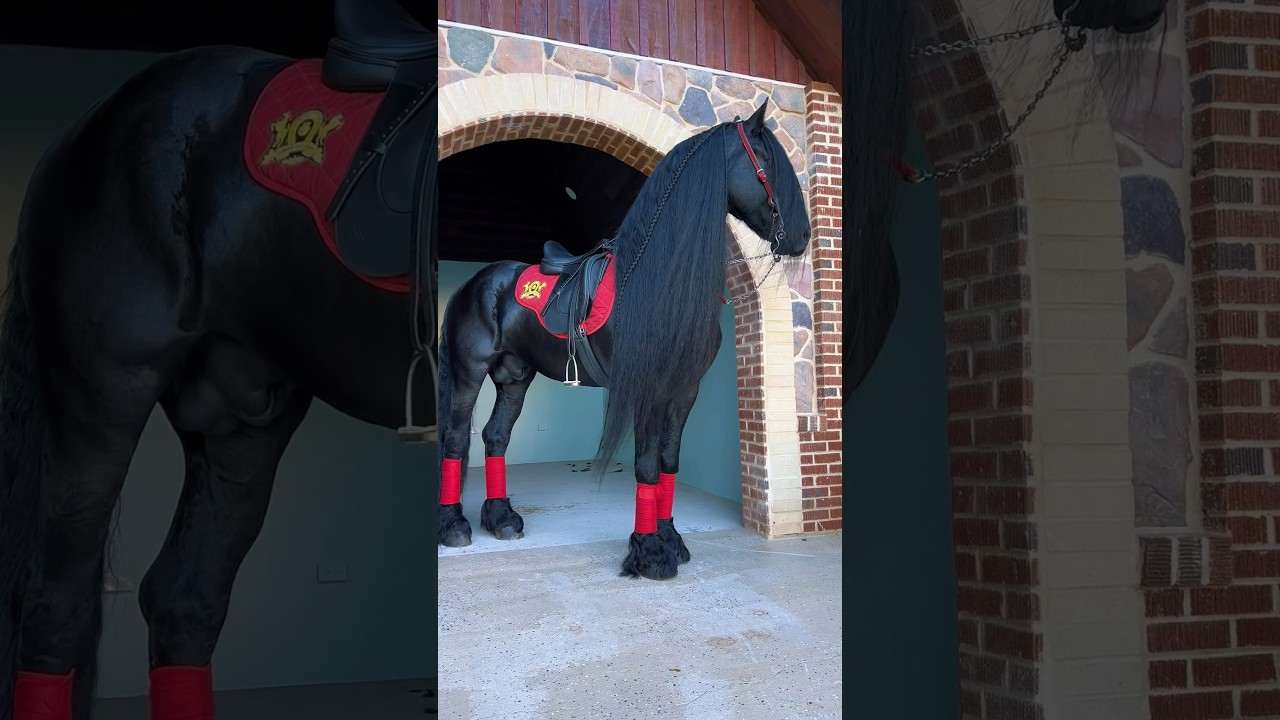 Caballo Exótico 🐎🔥 #caballos #vaquero - YouTube