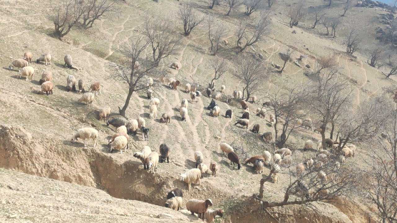 Wolf attacks on sheep in the Middle East region 🐕🐺🐺🐺🐺🐯🐯 - YouTube