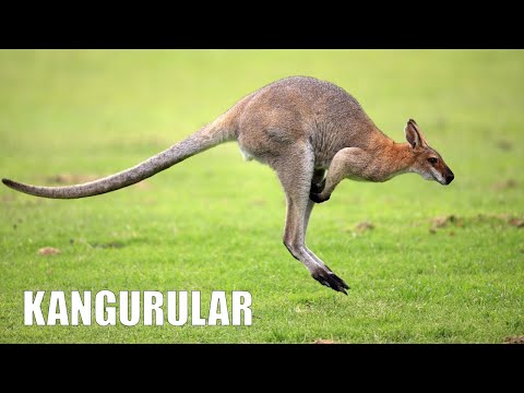 🦘 Kanguruların Gizemli Dünyasına Yolculuk! ✨ Zıpla, Öğren, Eğlen!
